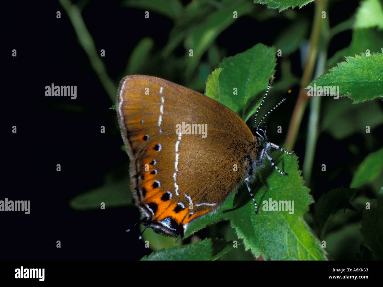 Black Hairstreak Butterfly Strymonidia pruni UK Stock Photo - Alamy