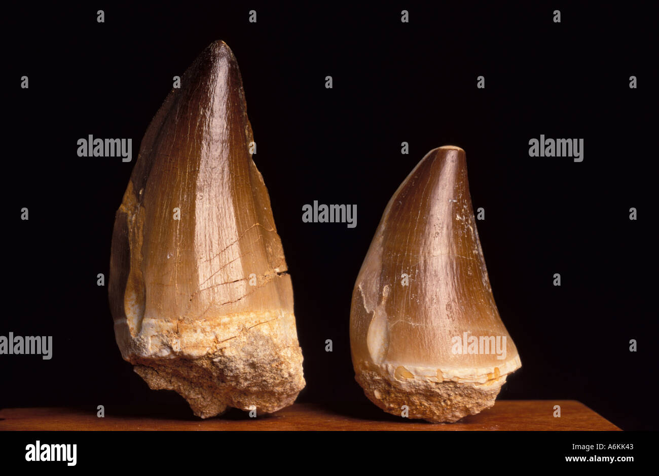 Marine Reptile Tooth Fossil Cretaceous period time 65 Million years ago ...