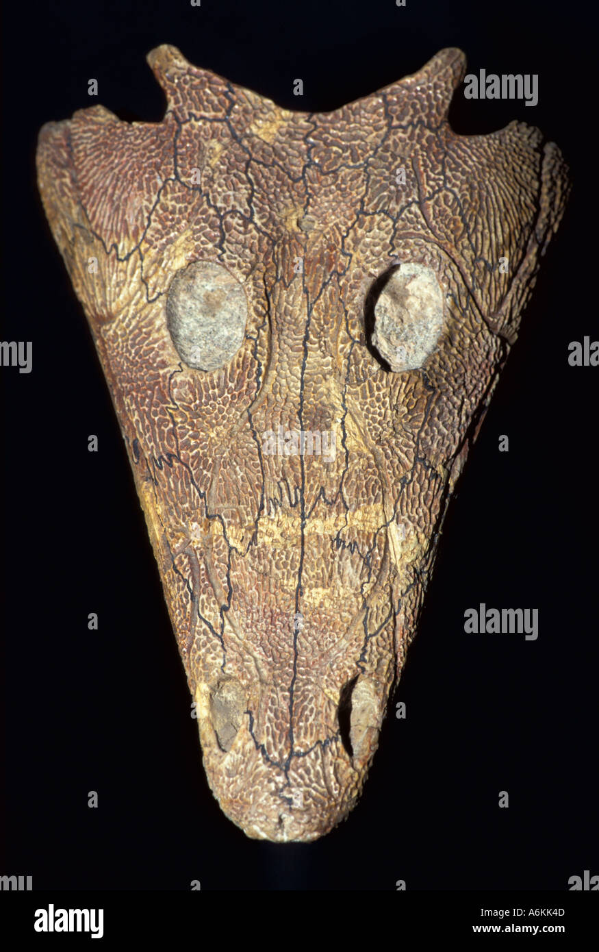 Amphibian Skull Fossil approxTriassic period time 250 Million years ago ...