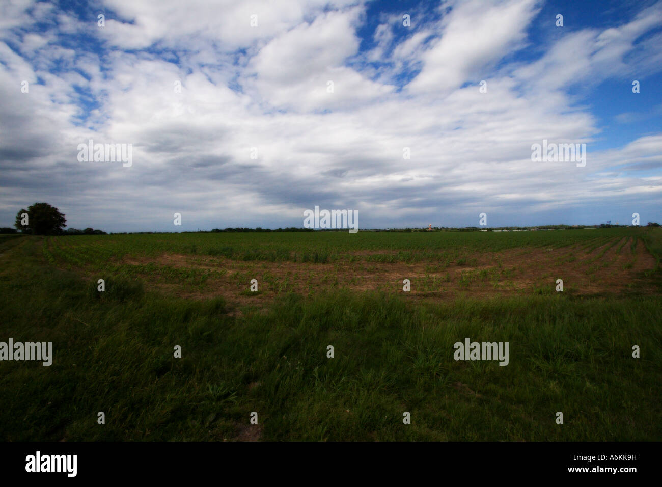 Green Patchy Dry Field with dramatic blue sky Stock Photo - Alamy