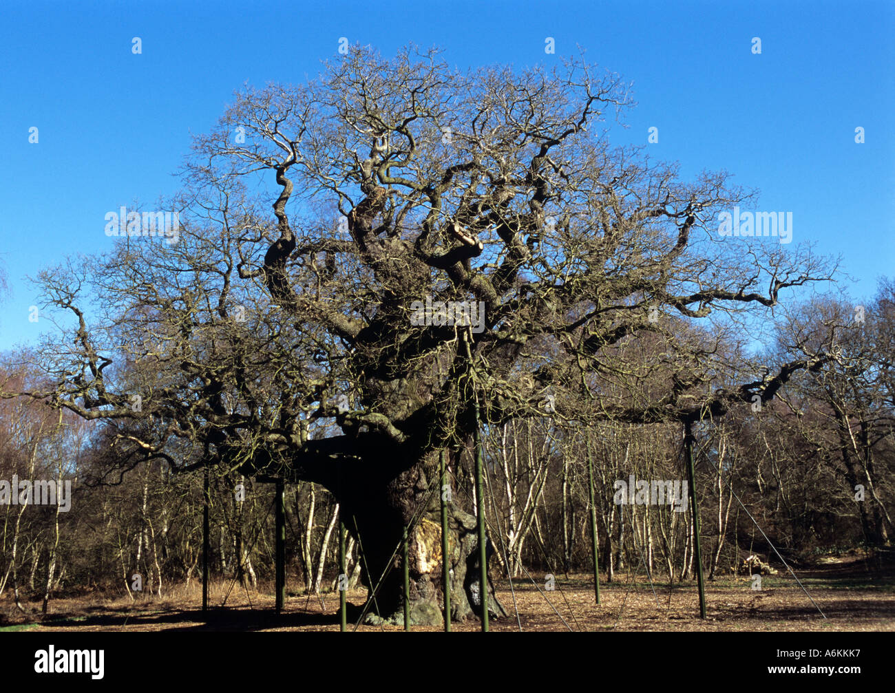 Major Oak Sherwood Forest Nottinghamshire Stock Photo - Alamy