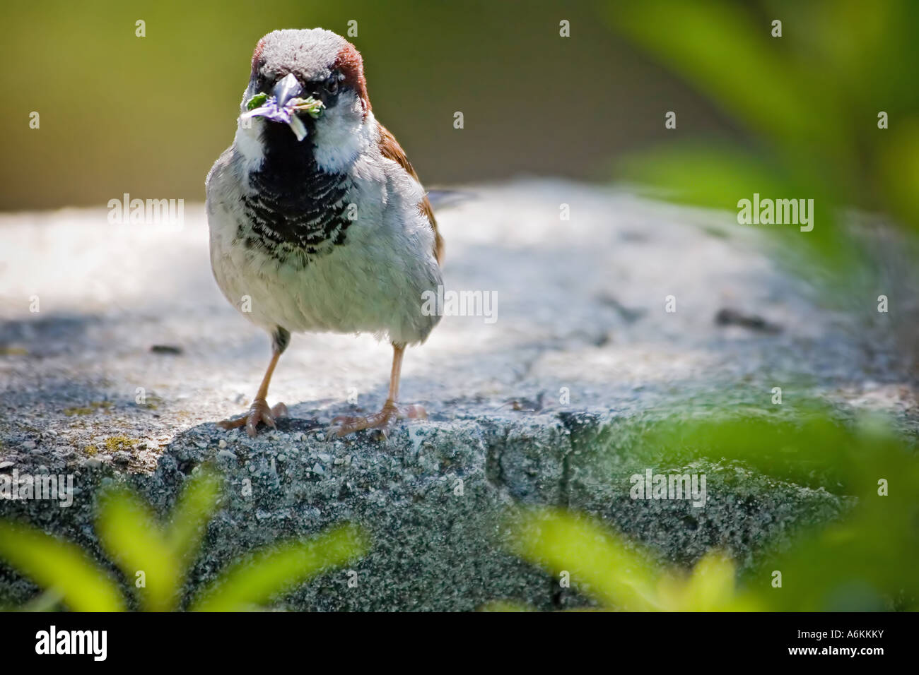 Sparrow gathering leaves for nest Stock Photo - Alamy