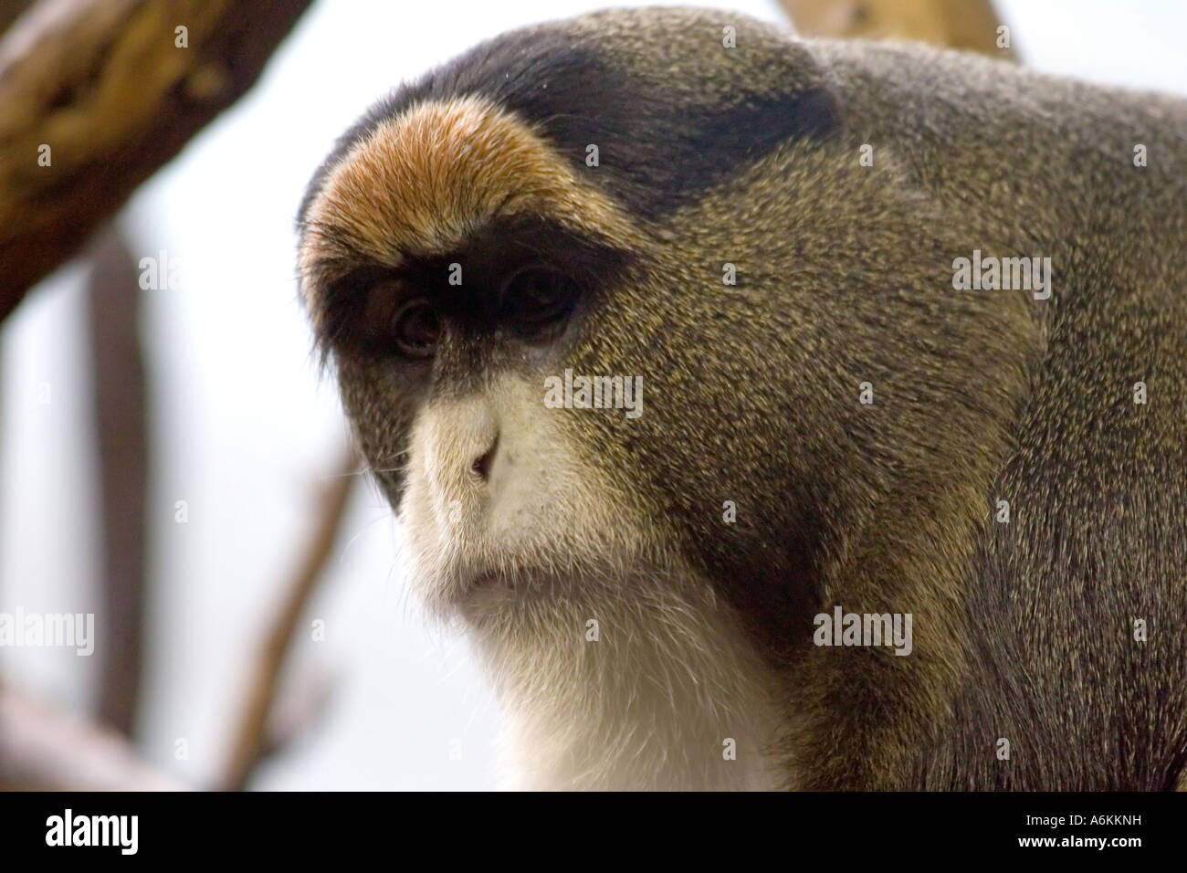 Monkey potrait hi-res stock photography and images - Alamy