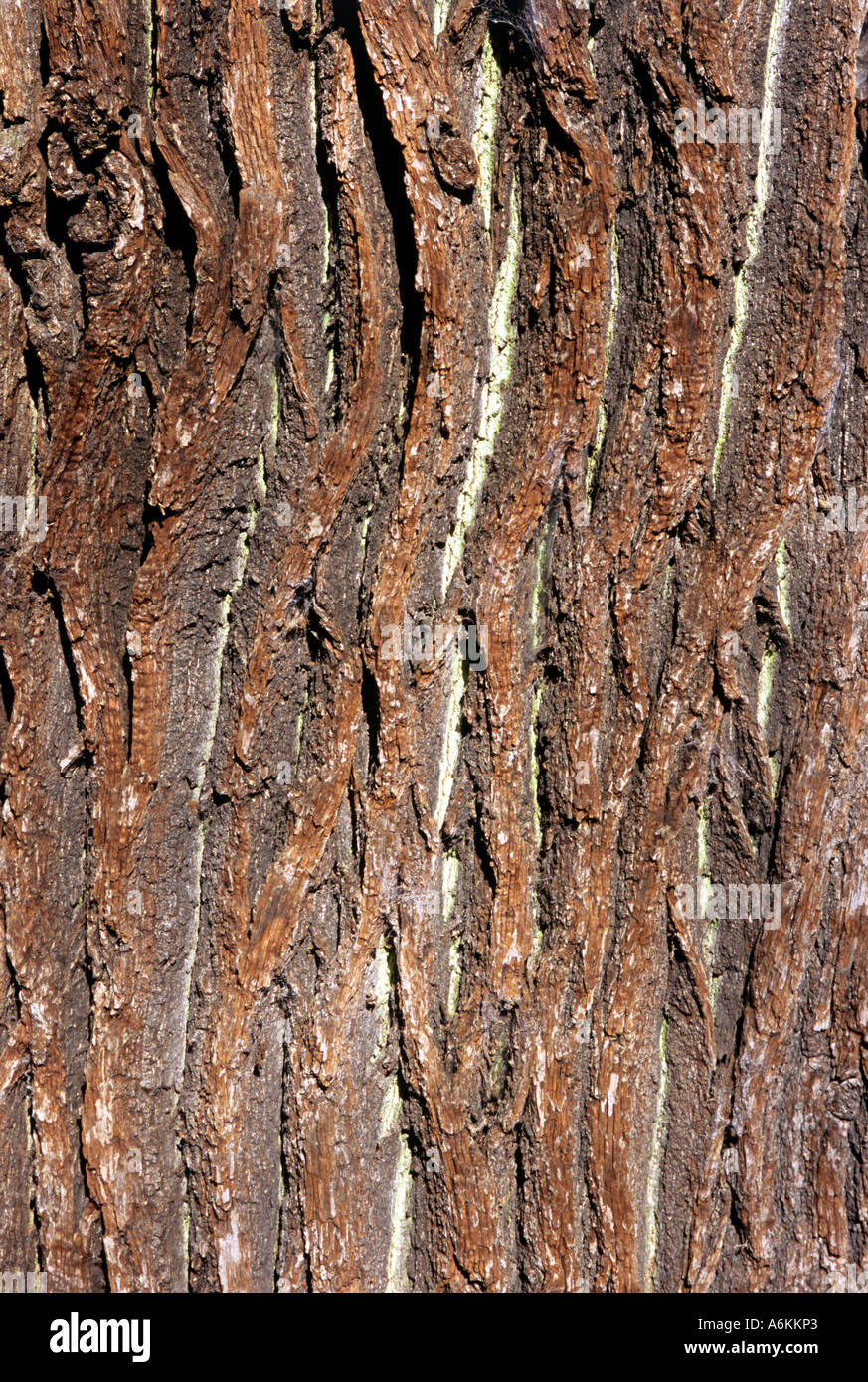 Tree bark pattern Stock Photo - Alamy