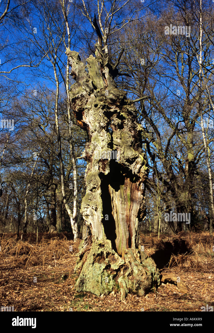 An Old Oak Tree Sherwood Forest Nottinghamshire Stock Photo - Alamy