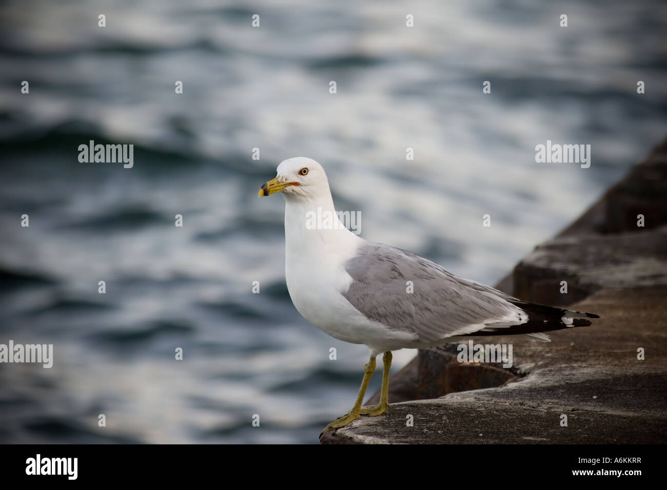 Black tailed adolescent Sea Gull close-up Stock Photo - Alamy