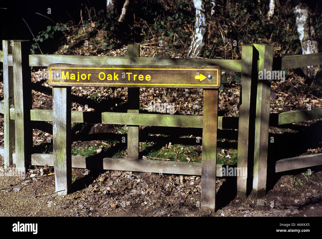 Major oak Tree Sign Stock Photo - Alamy