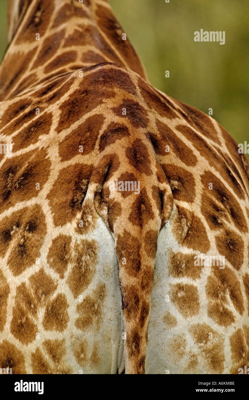 Rothschild Giraffe Giraffa camelopardalis rothschildi Rear view of ...