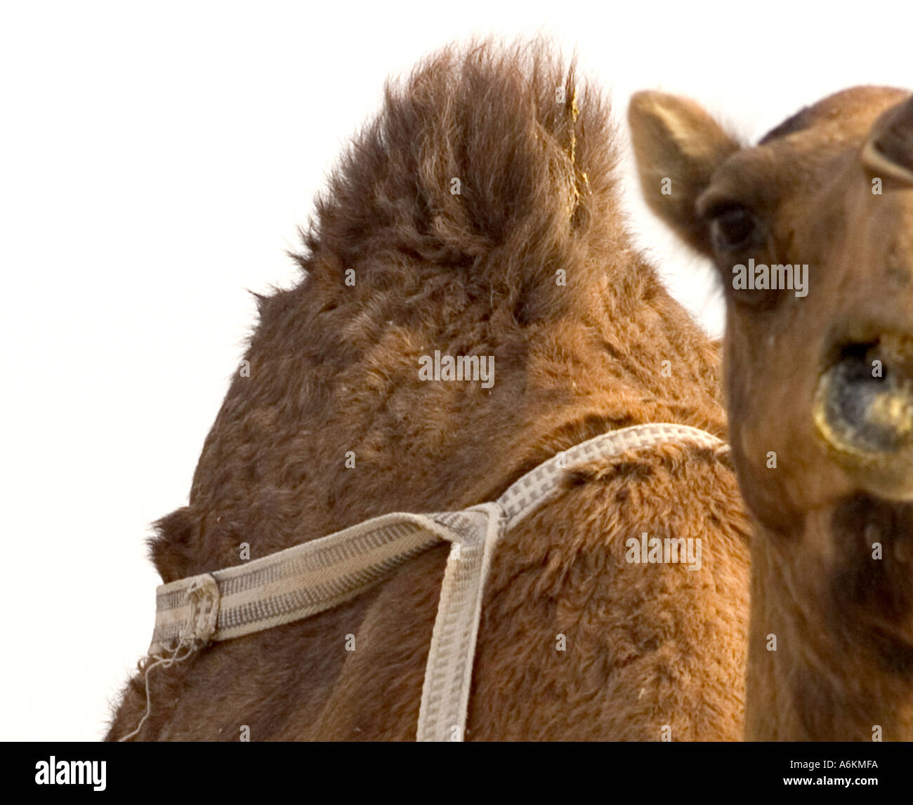 Charging camels hi-res stock photography and images - Alamy