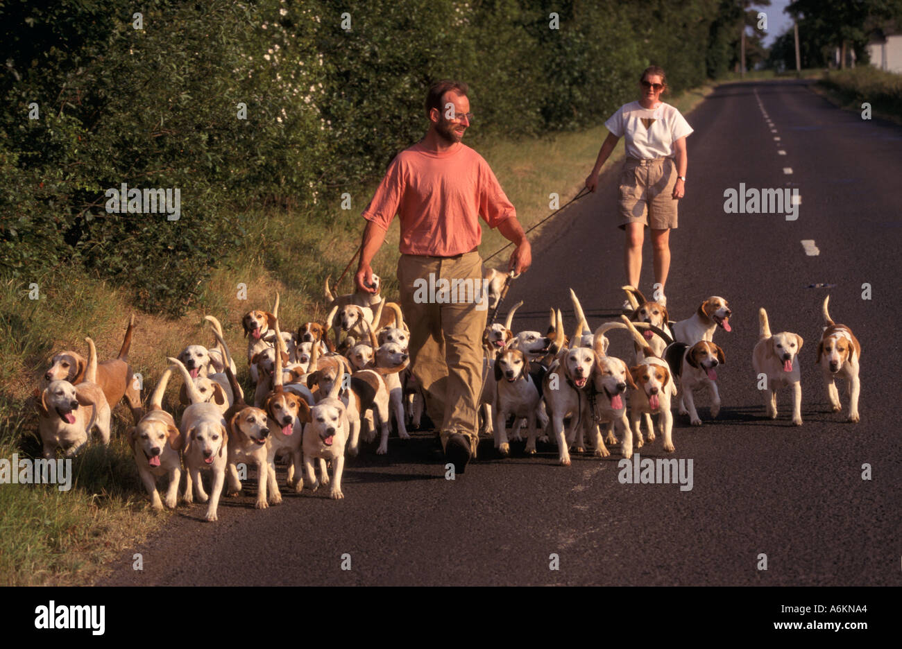 Beagles near Belfast Northern Ireland Horizontal Stock Photo - Alamy
