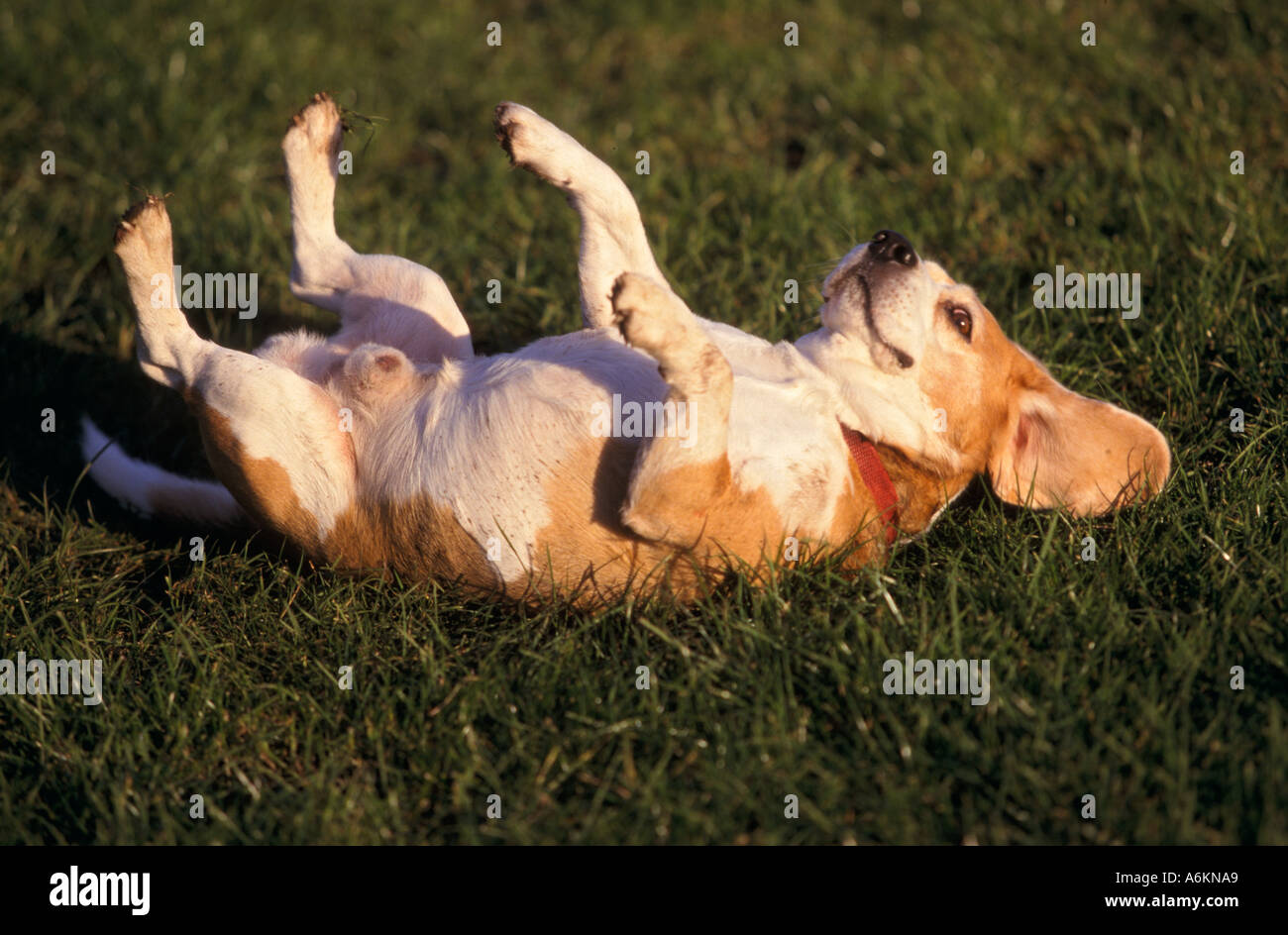 Beagle rolling in grass to scratch back, , , , , Australia, Horizontal ...