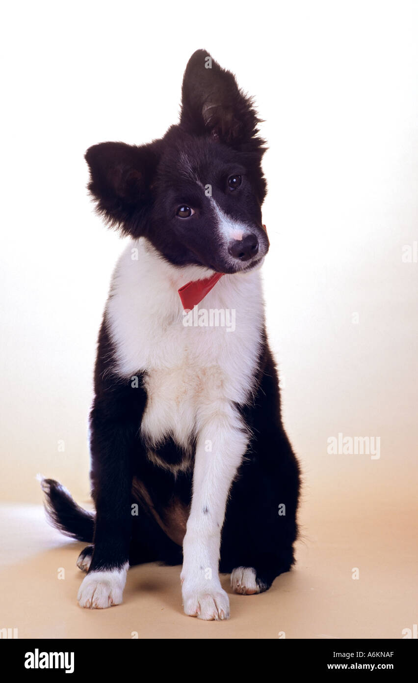 Border collie puppy cocking head to listen,Australia Stock Photo - Alamy