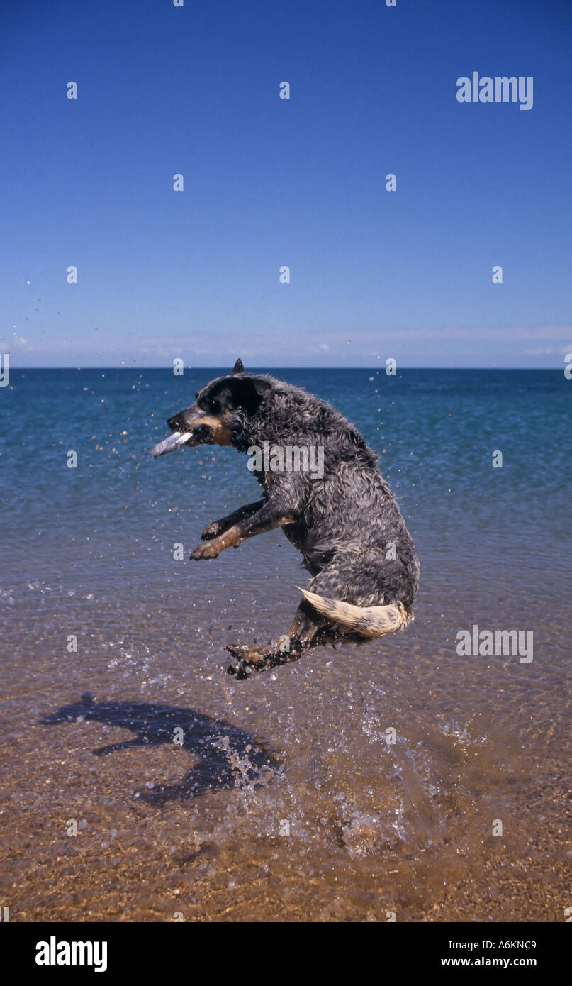 Cara catching garfish Sweers Island Gulf of Carpentaria N Queensland ...