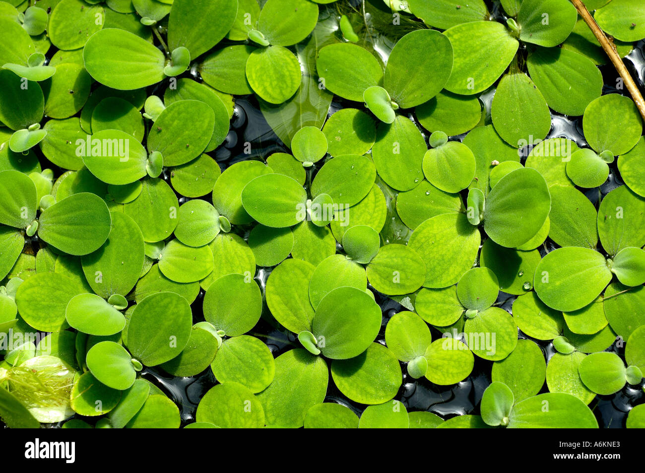 floating plant Water lettuce Pistia stratiotes LINNÉ Stock Photo - Alamy