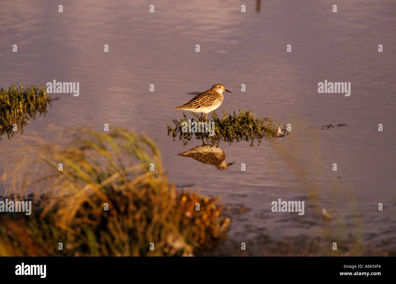 Sharp Tailed Sandpiper Upper Fleurieu Peninsula South Australia ...