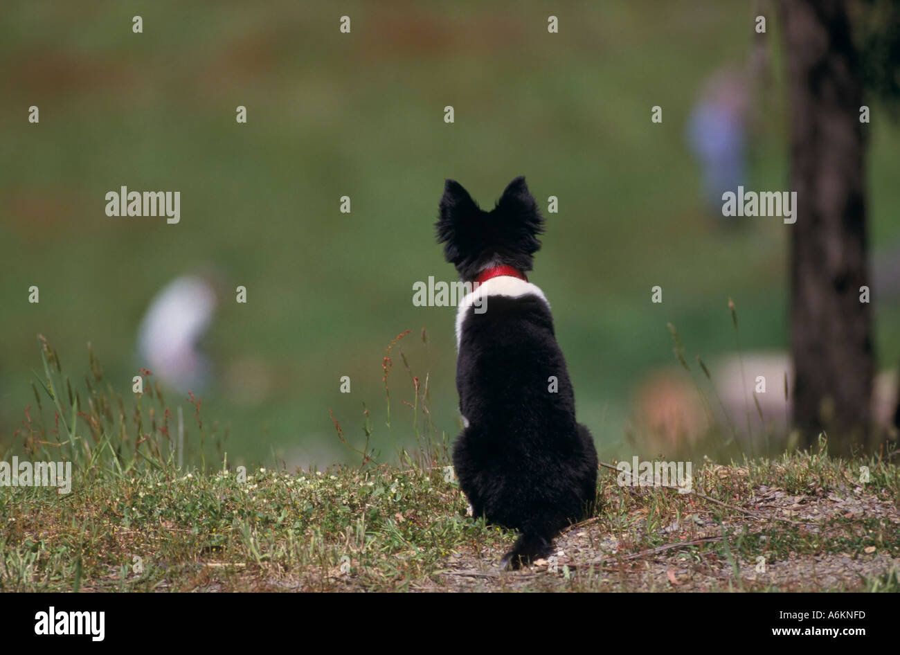 Border collie rear hi-res stock photography and images - Alamy