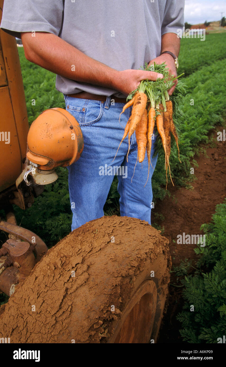 Carrot farmer, Tasmania, Australia Stock Photo - Alamy