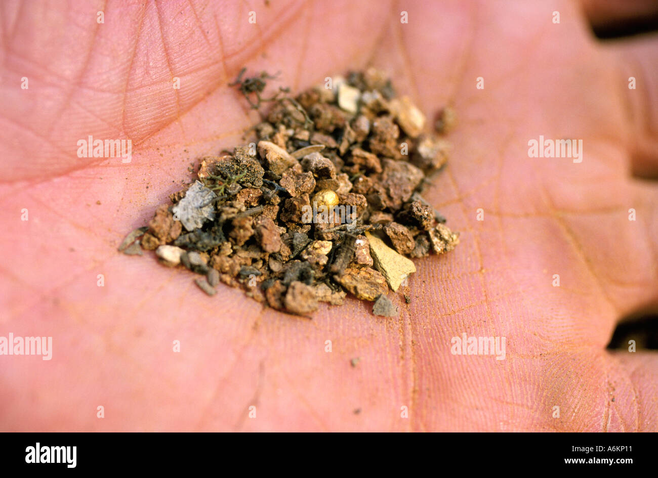 0.5 gram gold nugget located nr Bendigo, Victoria, Australia Stock ...
