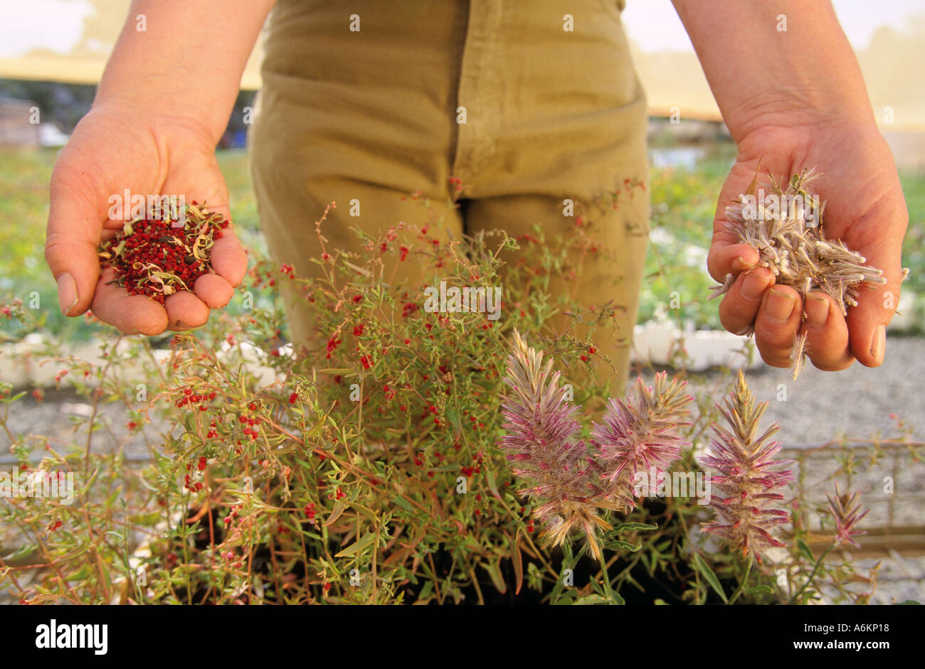 Plant seedlings used for habitat revegetation, Australia Stock Photo ...