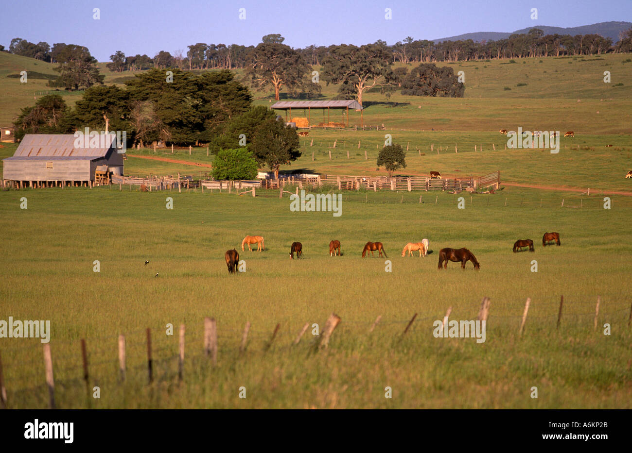 Horses grazing, Merrijig, Australia Stock Photo - Alamy
