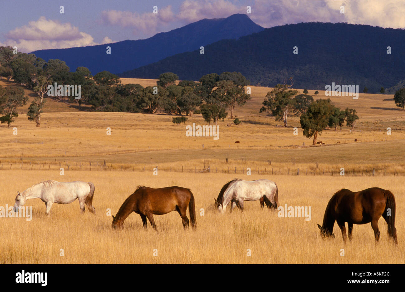 Contented horses hi-res stock photography and images - Alamy