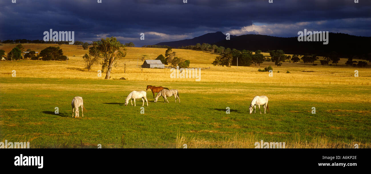 Horses grazing, Merrijig, Australia Stock Photo - Alamy