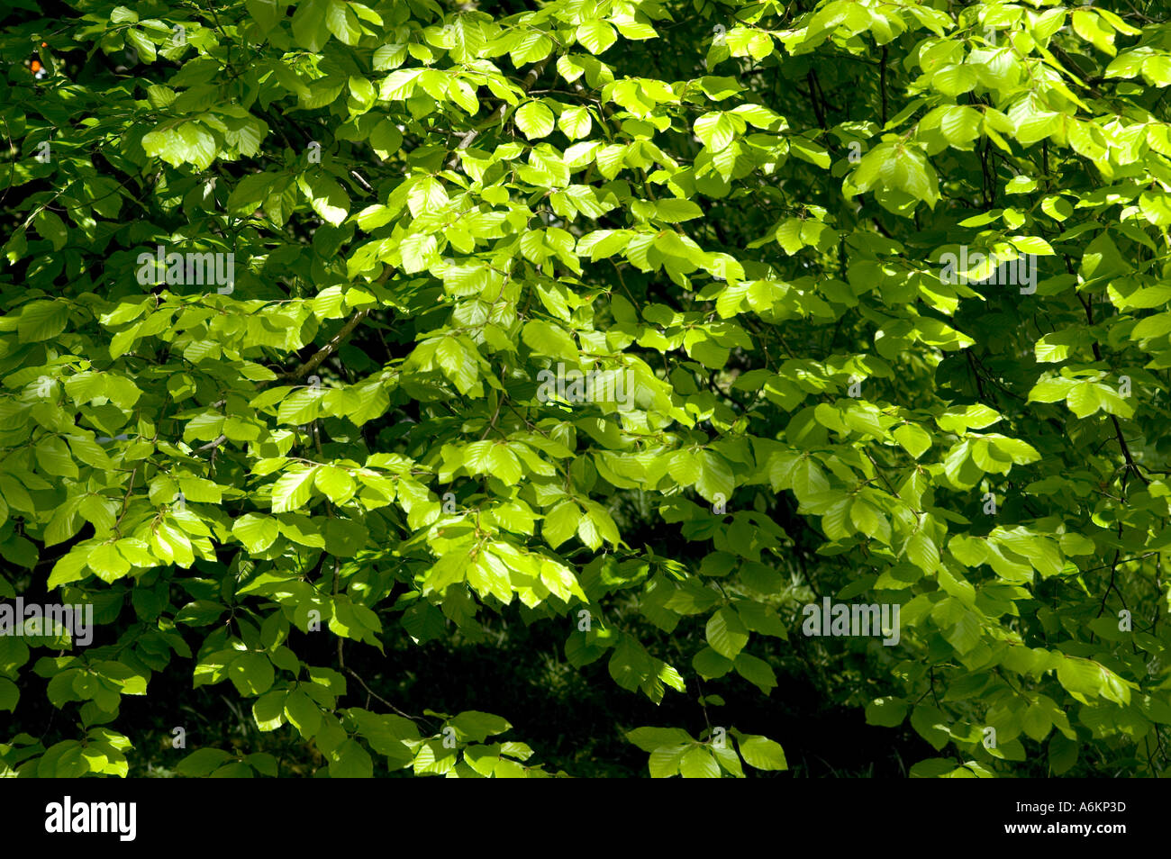 Green leaves Geneva Switzerland Stock Photo - Alamy