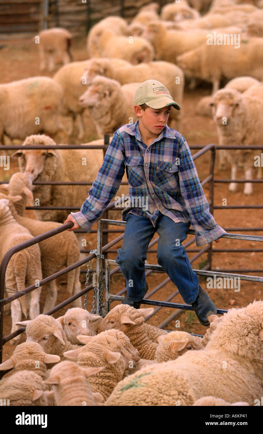 Merino sheep and boy, Australia Stock Photo - Alamy