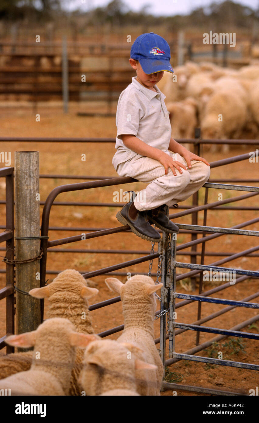 Boy and sheep hi-res stock photography and images - Alamy