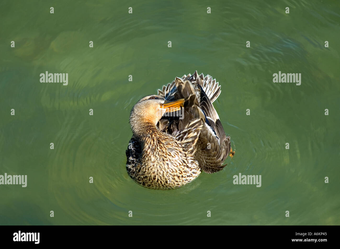 Water floating wild duck splashes hi-res stock photography and images ...