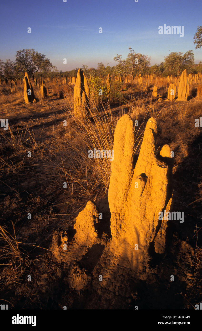 Termite tower hi-res stock photography and images - Alamy
