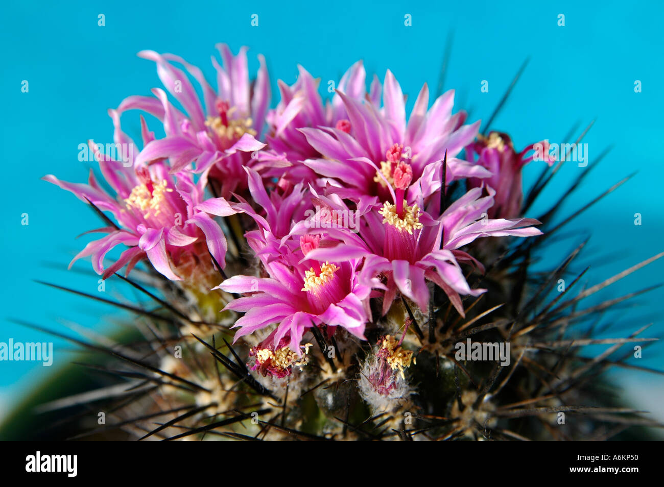 Cactus Neoporteria violaciflora Stock Photo - Alamy