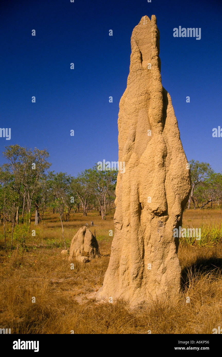 Giant termite mounds in savannah grassland, , Litchfield National Park ...
