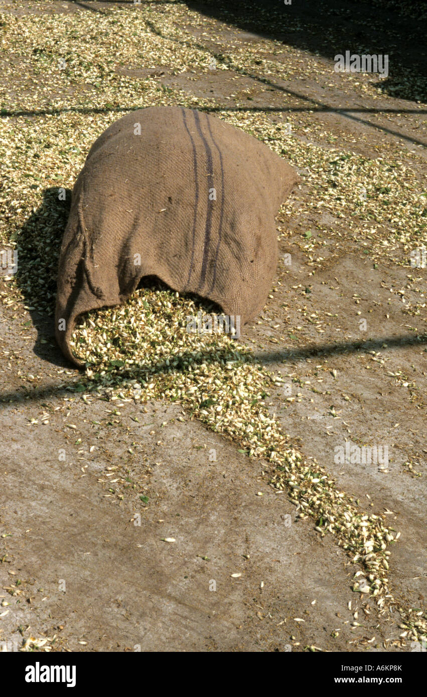 Orange tree petals at perfume factory in the tourist resort town of ...