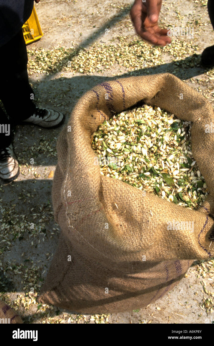 Orange tree petals at perfume factory in the tourist resort town of ...