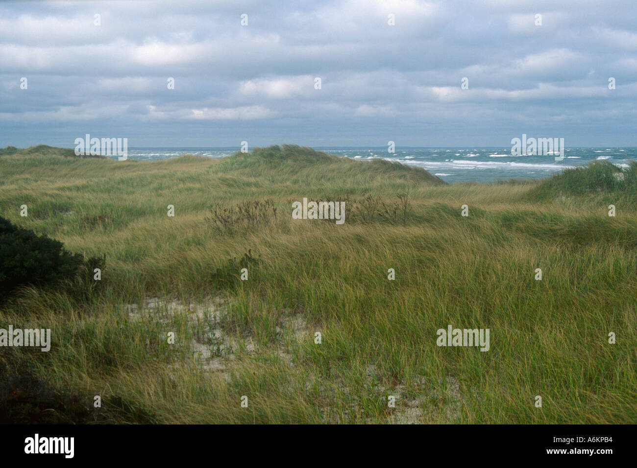 Beach Grass Mayflower Beach Cape Cod Dennis Massachusetts USA Stock ...