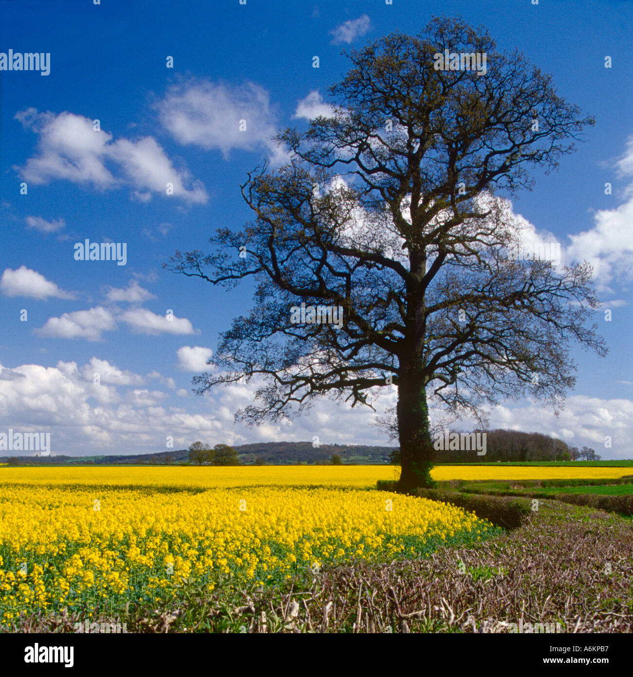Landscape Dilwyn Herefordshire UK Stock Photo - Alamy