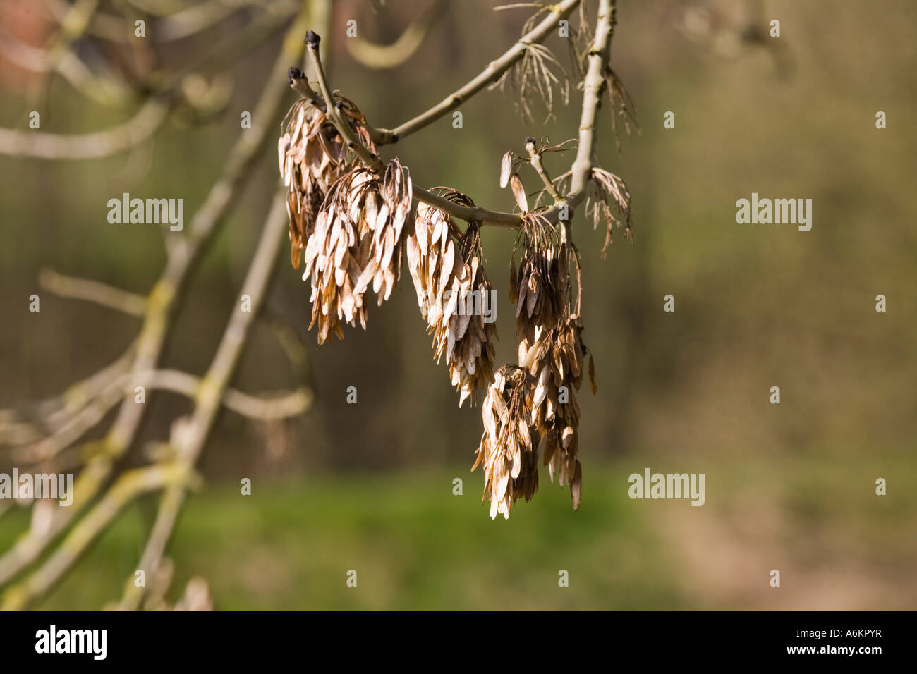 Ash seeds or keys Stock Photo - Alamy