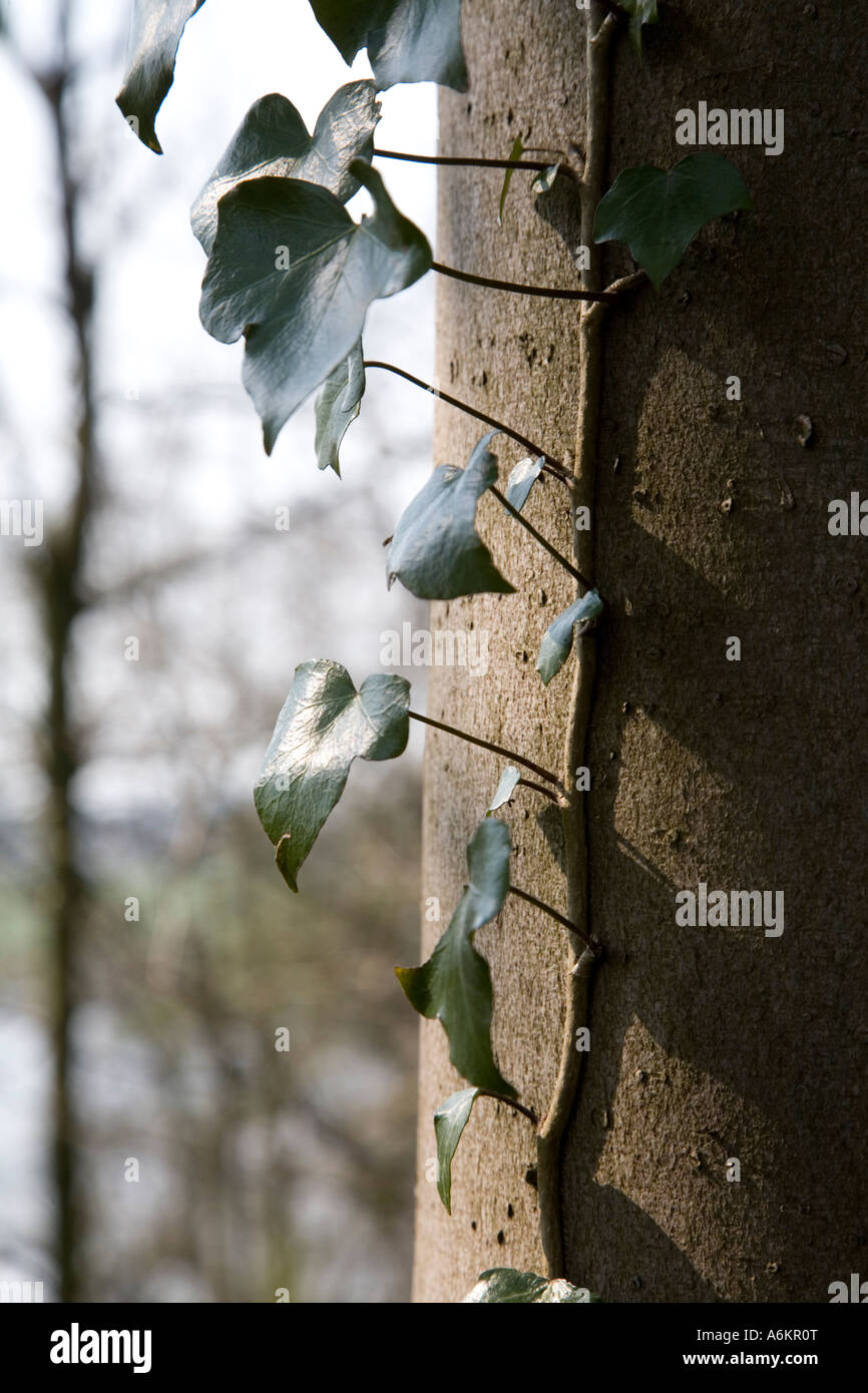 Strand of ivy climbing a tree Stock Photo - Alamy