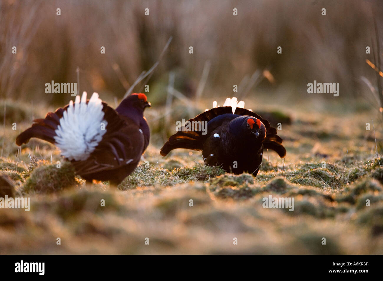 Two male black grouse tetrao tetrix challenging each other at a lek in ...