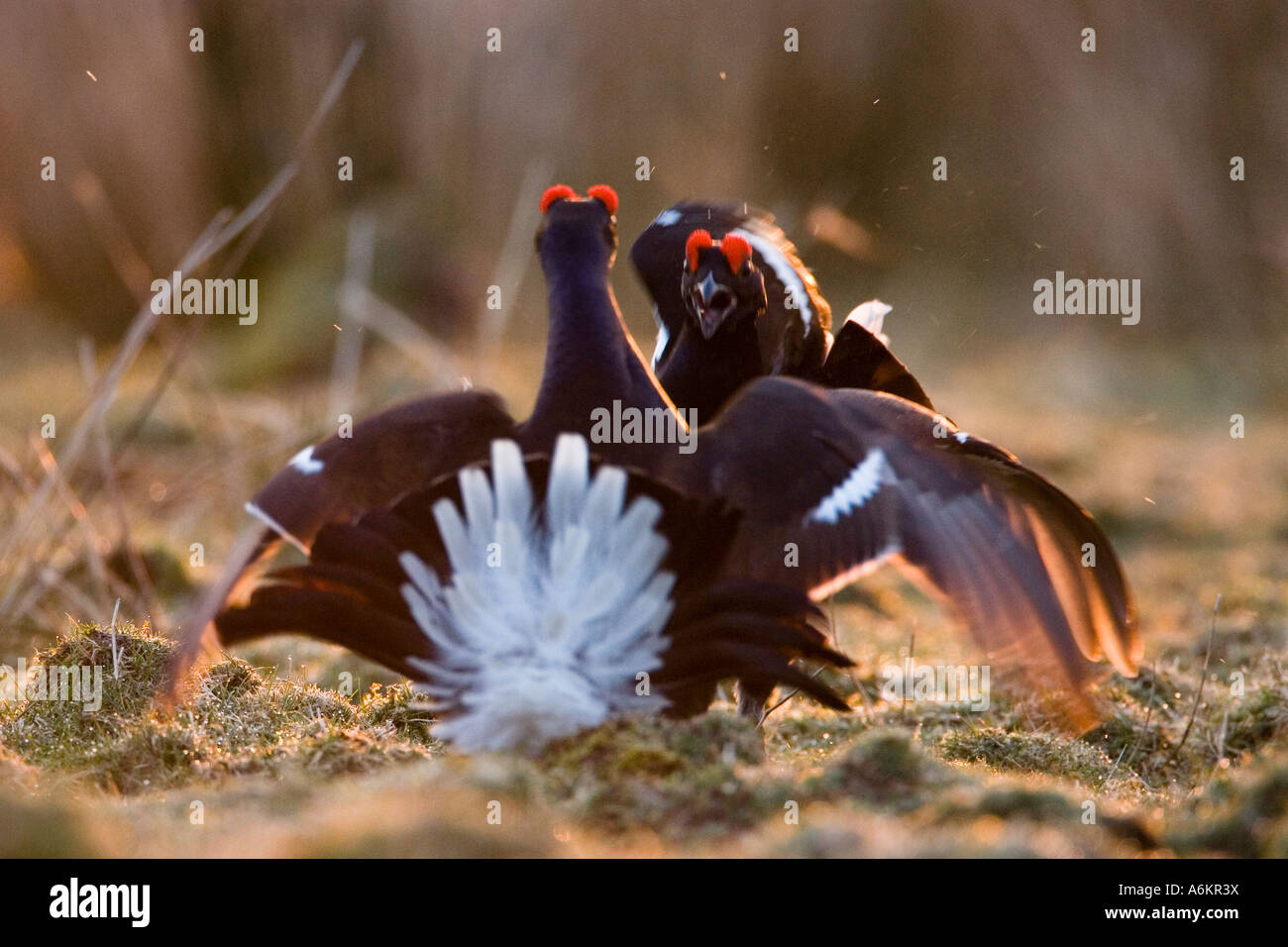 Two male black grouse tetrao tetrix challenging and fighting each other ...