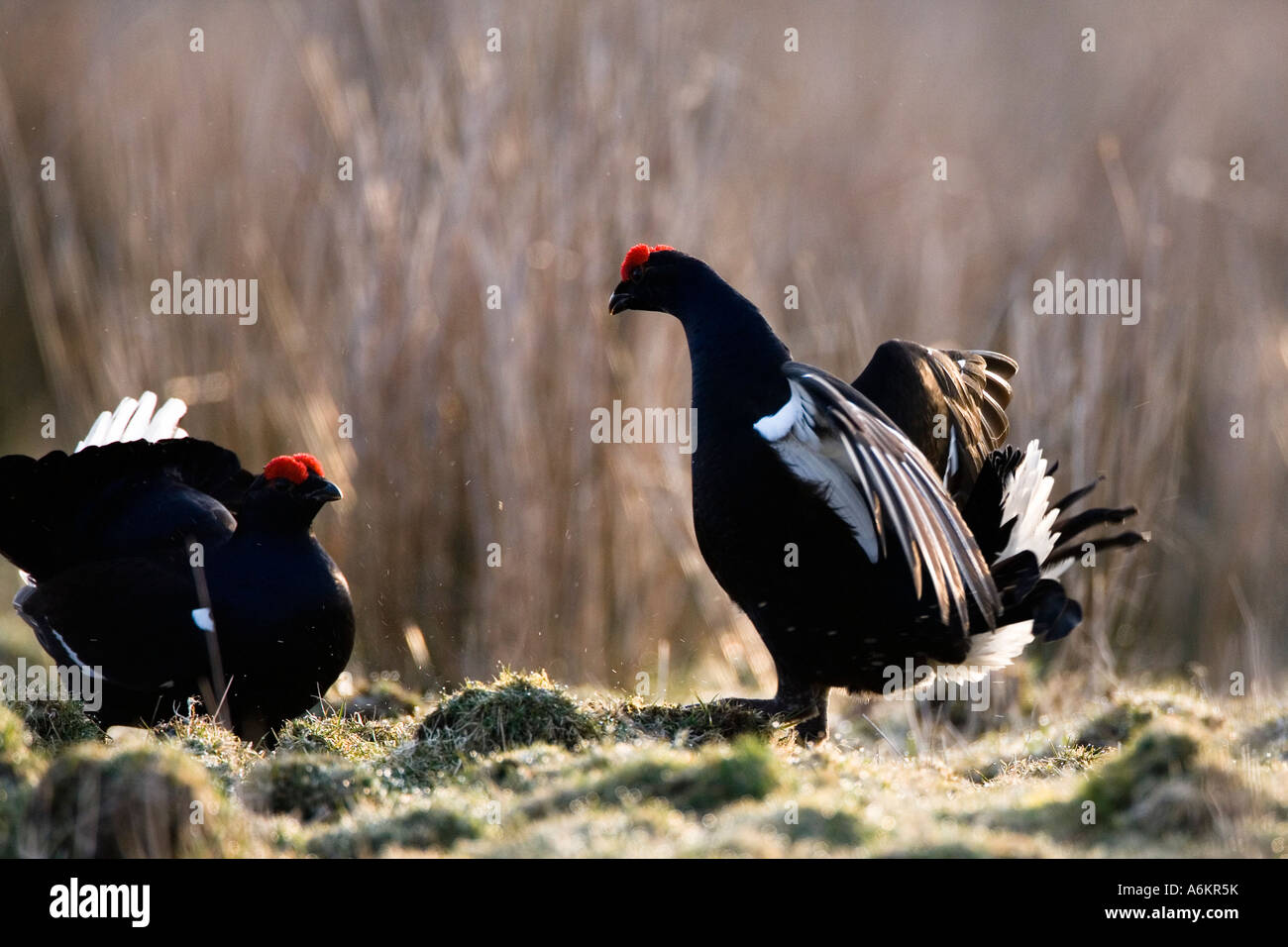 Two male black grouse tetrao tetrix challenging each other at a lek in ...
