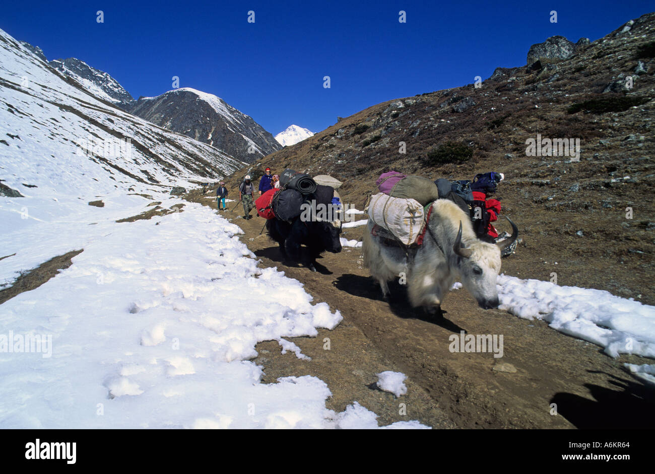 Yak caravan near Gokyo Nepal Stock Photo - Alamy