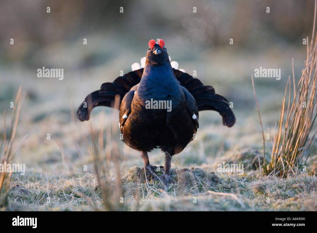 Male black grouse tetrao tetrix displaying at a lek in North Wales ...