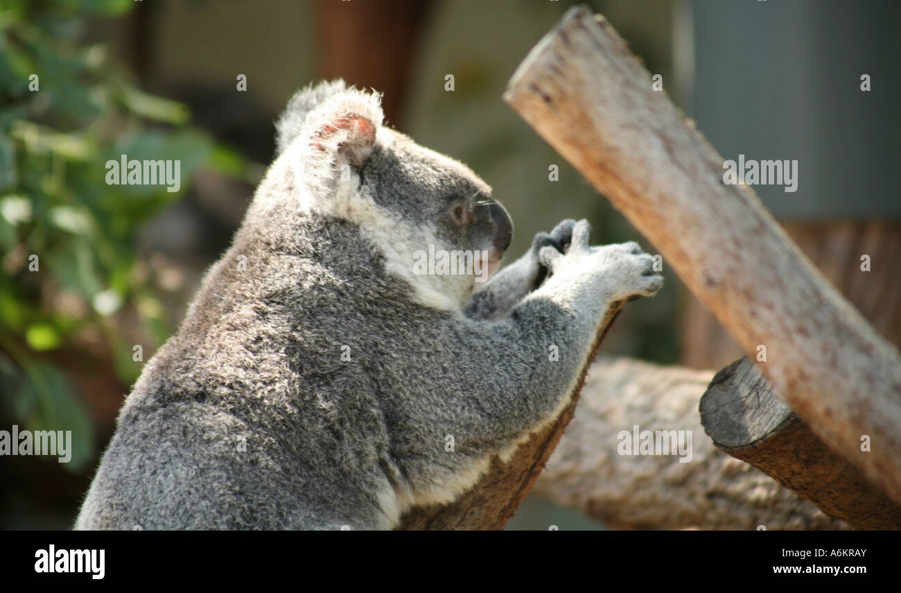 Koala at Taronga Zoo, Sydney Australia Stock Photo - Alamy