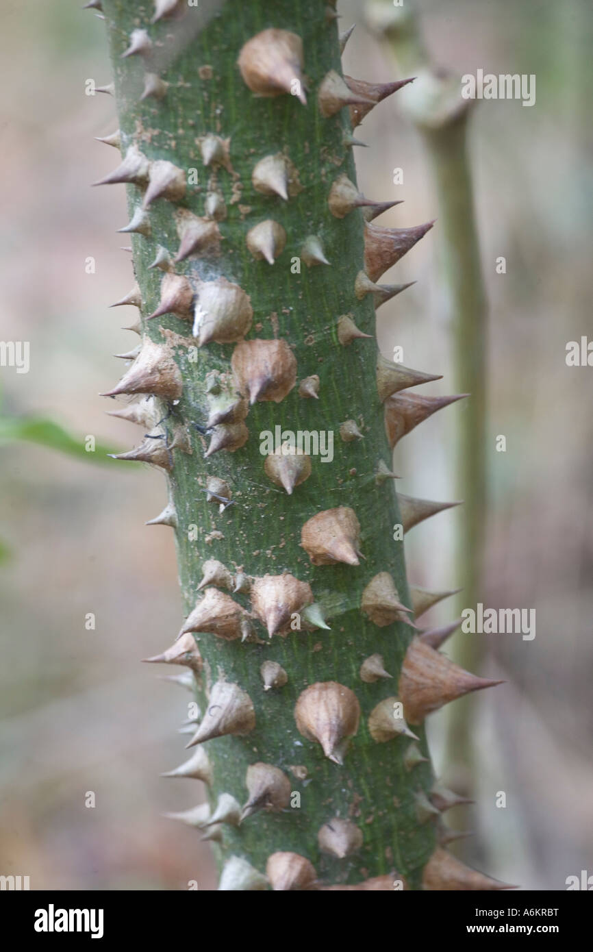Rainforest tree thorns hi-res stock photography and images - Alamy