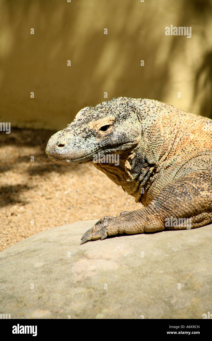 Komodo Dragon at Taronga Zoo, Sydney, Australia Stock Photo - Alamy