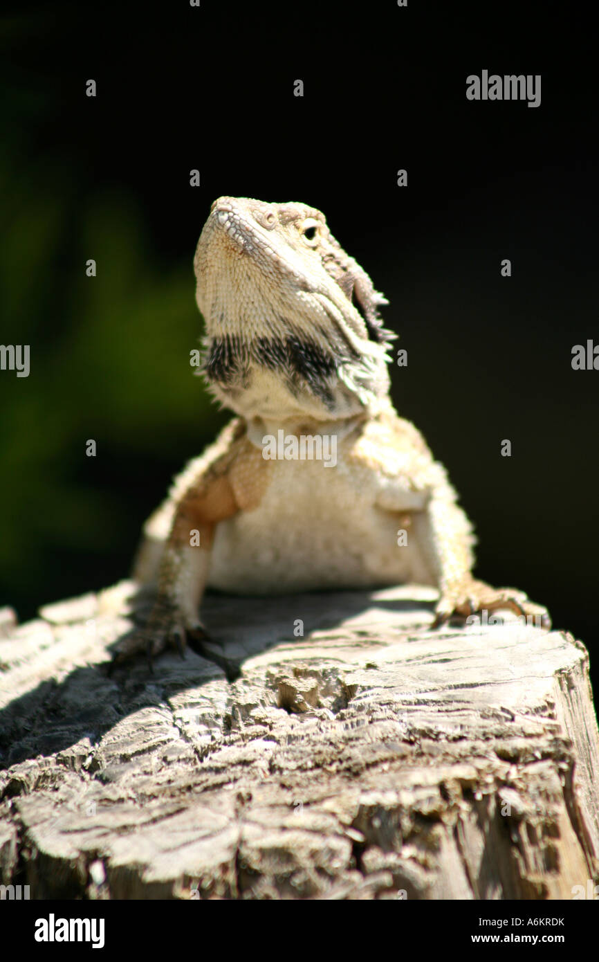 Land mullet hi-res stock photography and images - Alamy