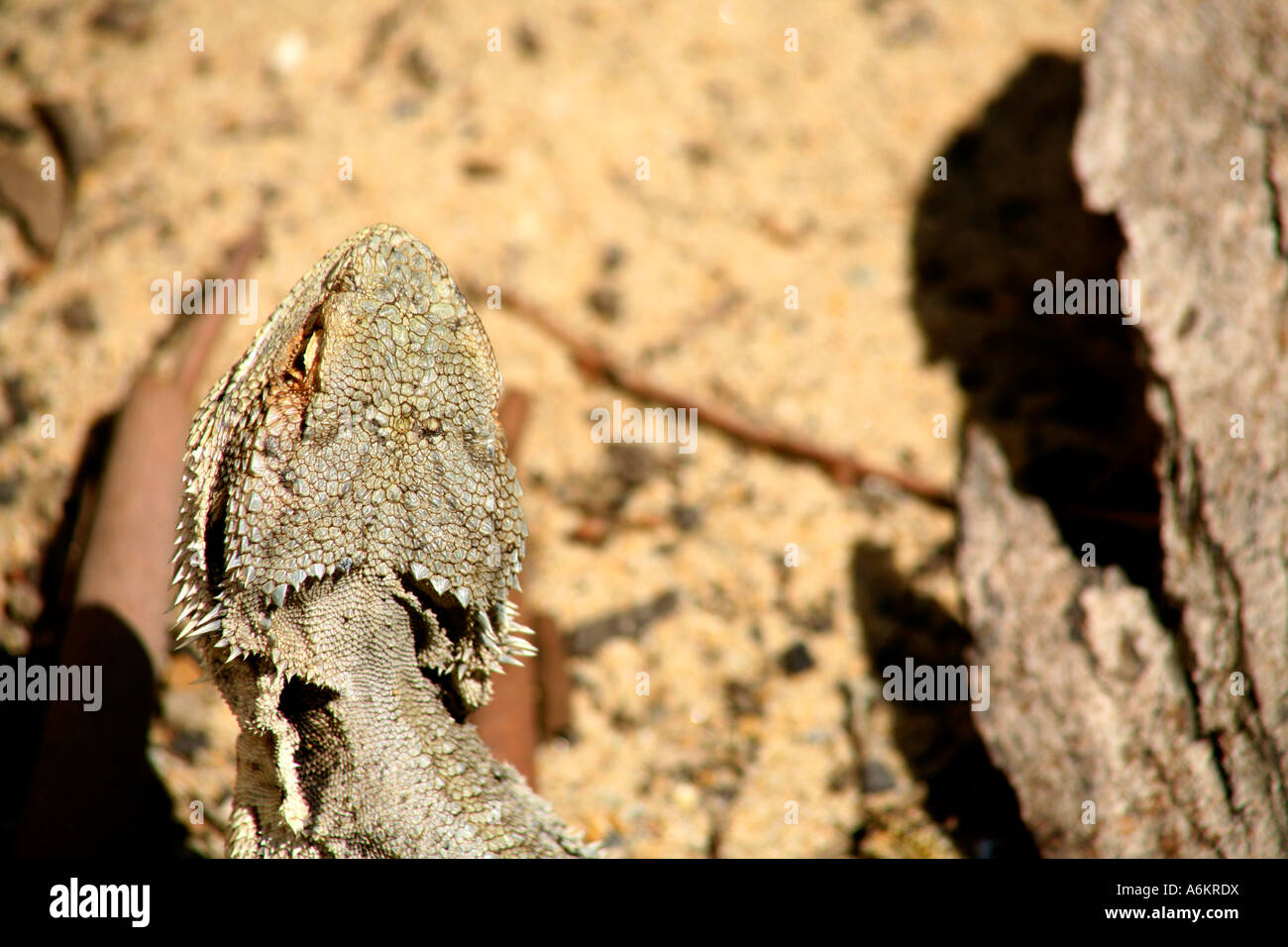 Lizard at Taronga Zoo, Sydney, Australia Stock Photo - Alamy