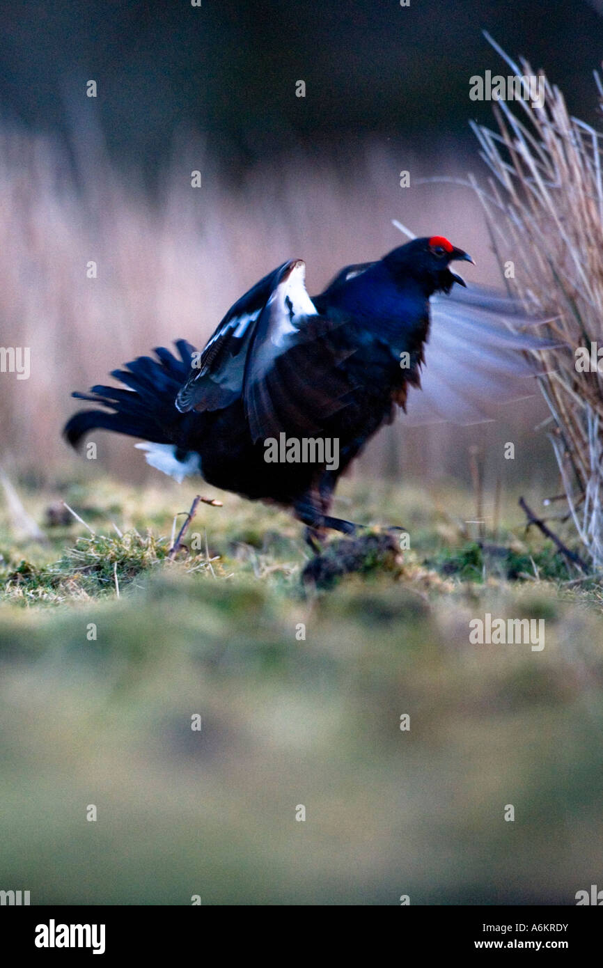 Male black grouse tetrao tetrix at a lek in North Wales displaying and ...